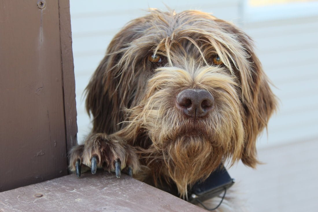 Wirehaired Pointing Griffon - Pros & Cons Reviews