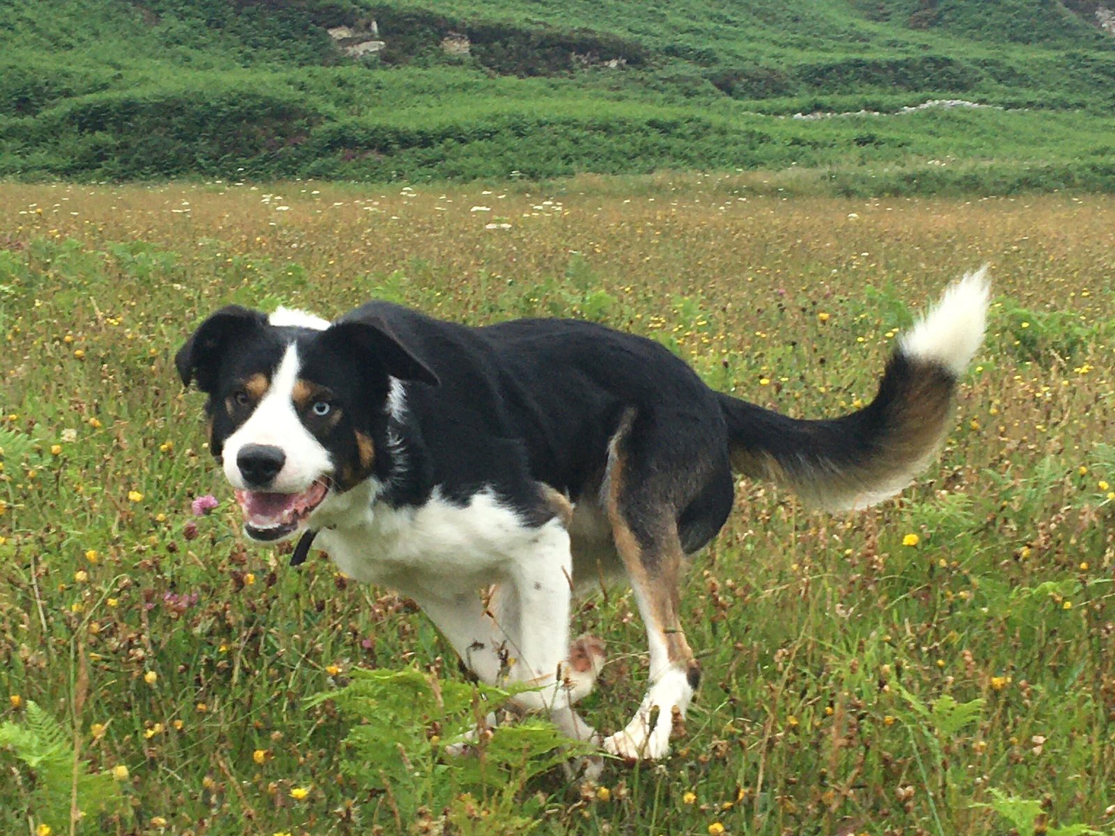 Pros and Cons of Welsh Sheepdog - Pros & Cons Reviews